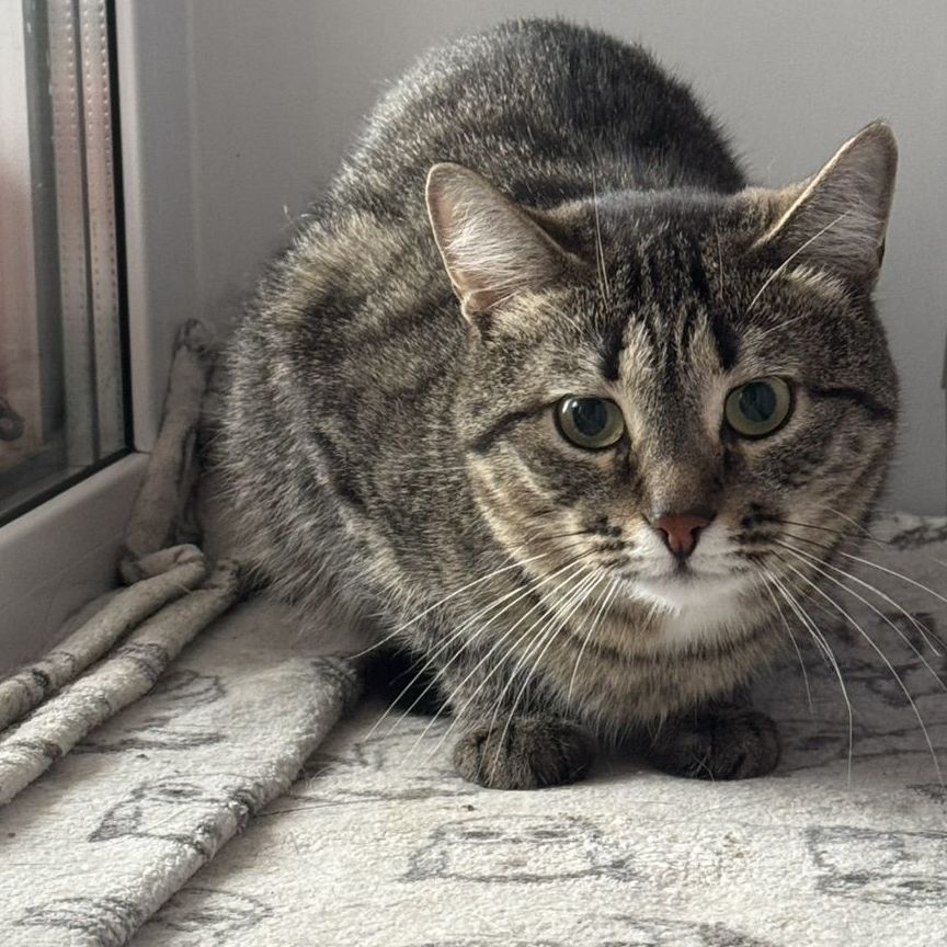 Взрослый кот в добрые руки