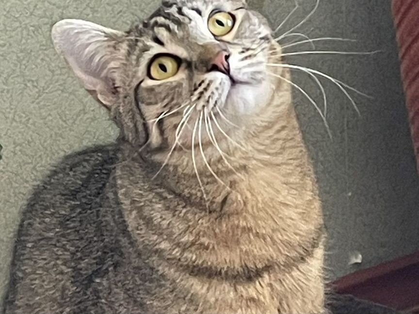 Кошка Фрося милая мечтательница