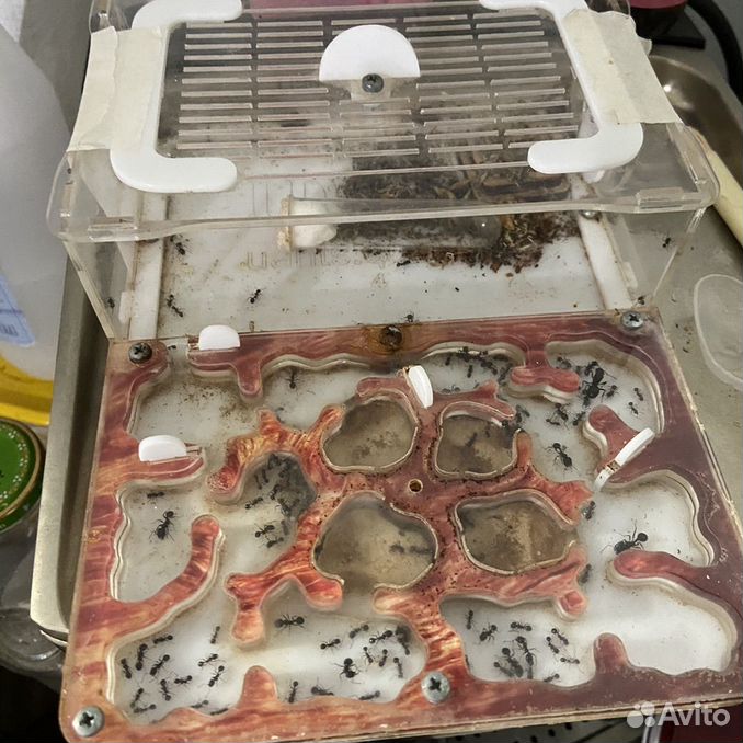 Отдам муравьиную ферму