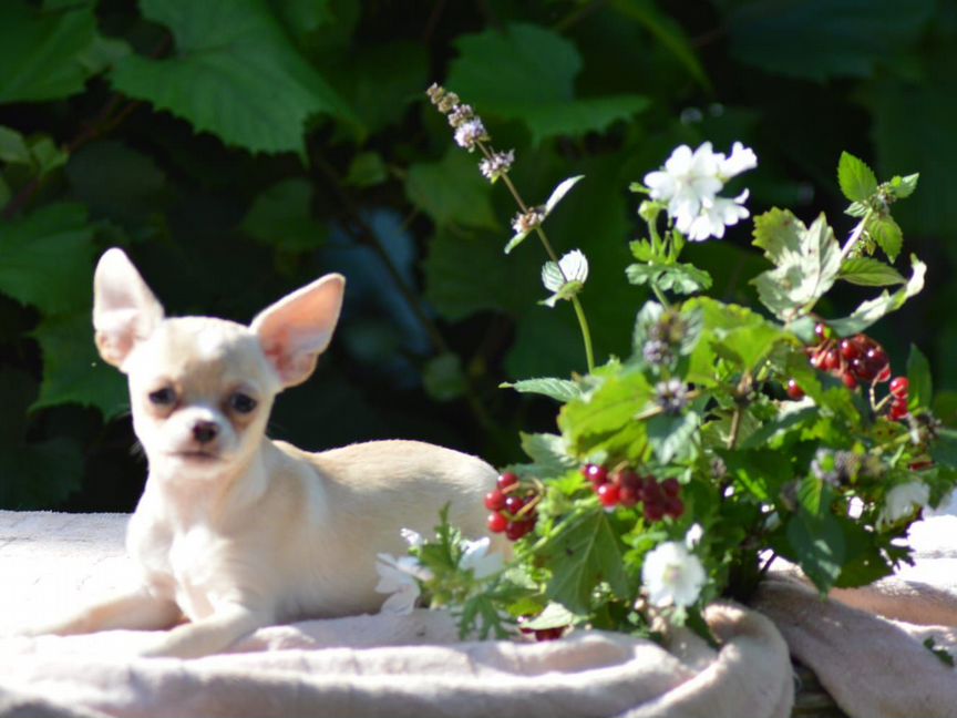 Собачка обезьянка