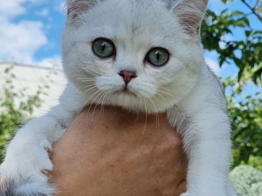 Шикарная шиншилка