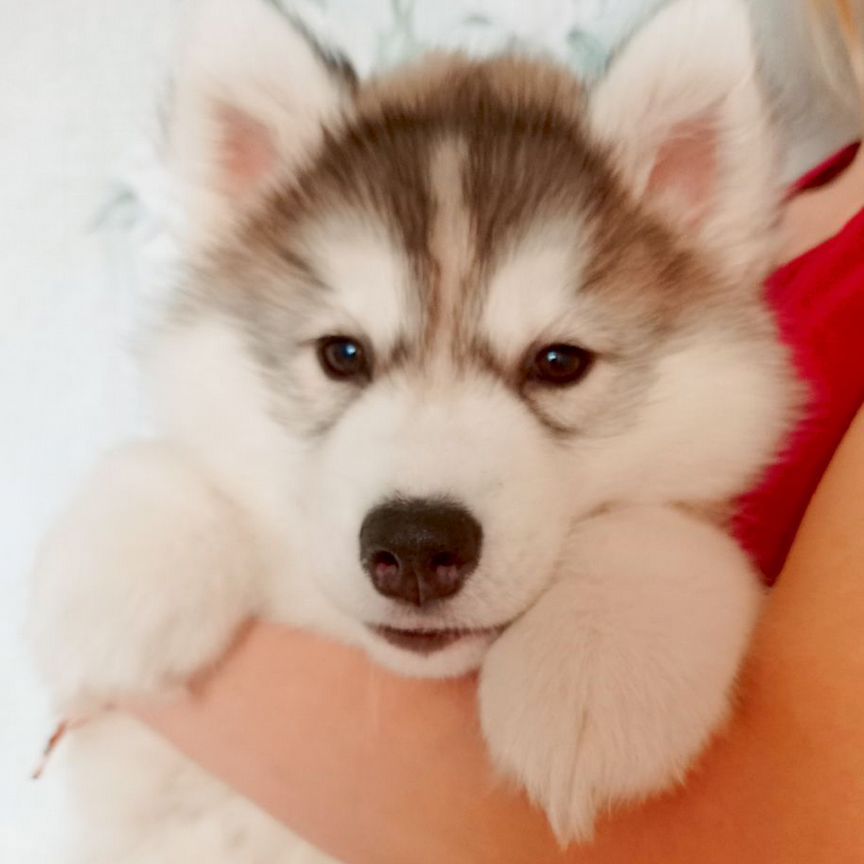 Щенки сибирской хаски