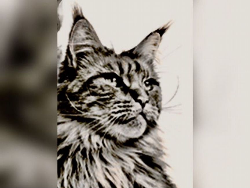 Рыбка на корм кошкам