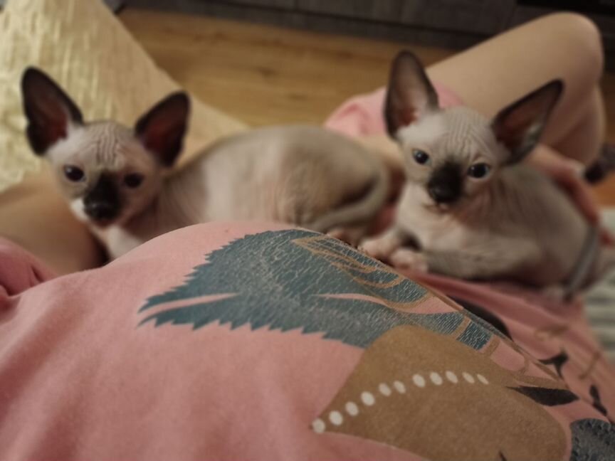 Кошки