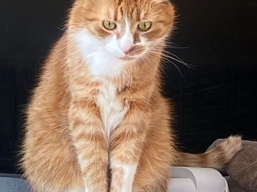 Котик в хорошие руки