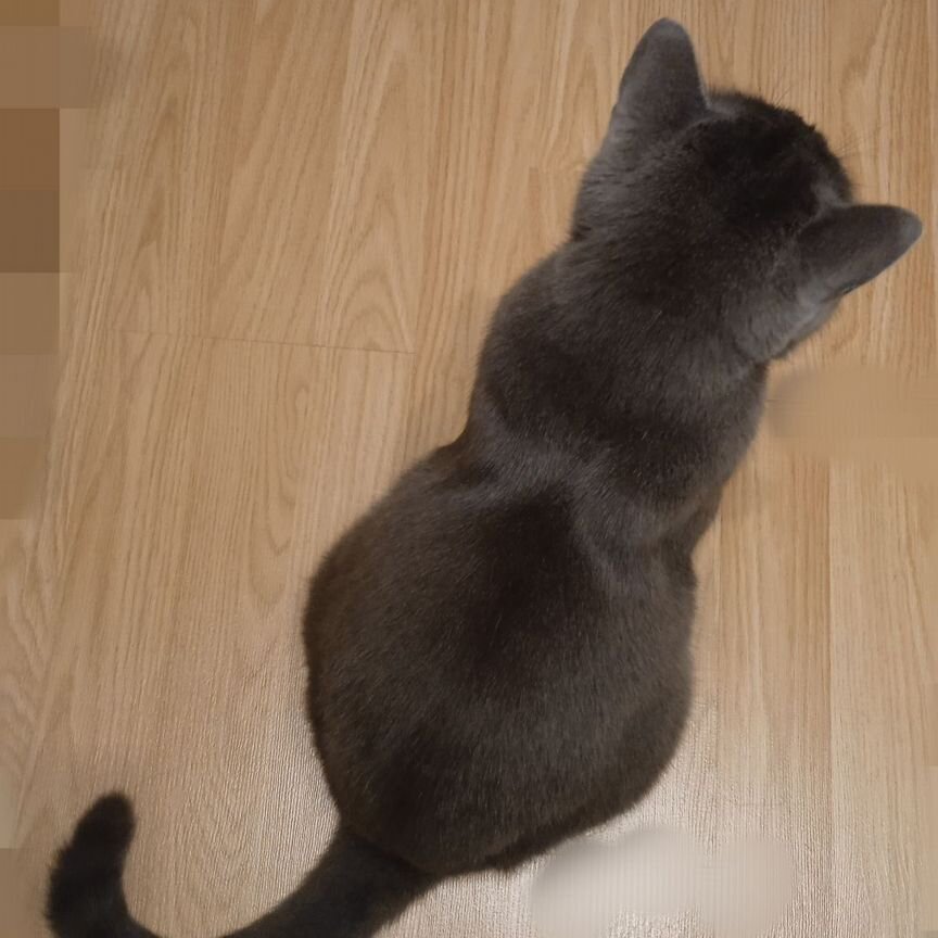 Кошка в добрые руки