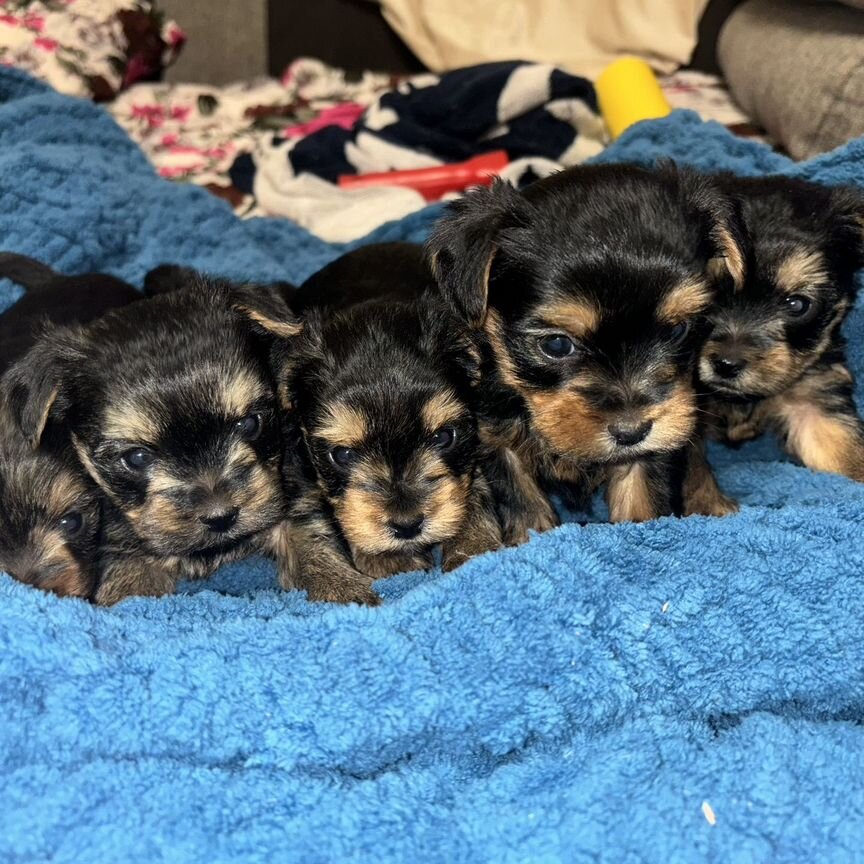 Йоркширский терьер щенки