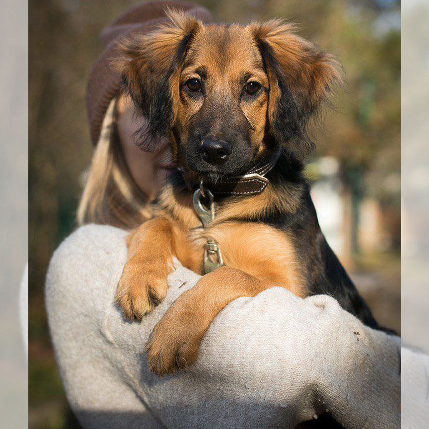 Щенок в добрые руки