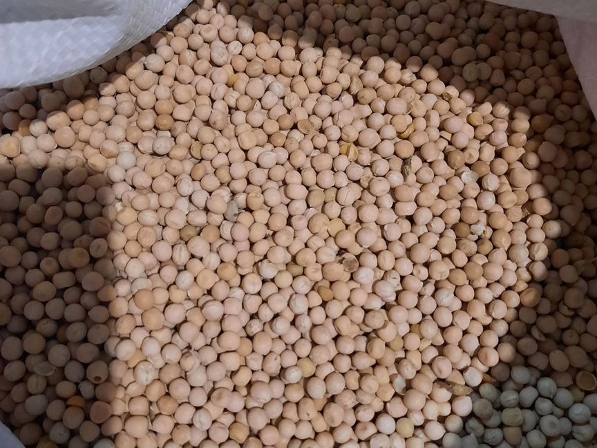 Горох, кукуруза