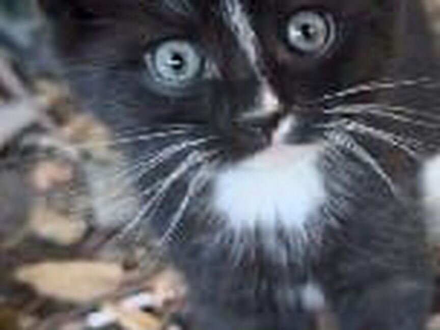 Пушистики в дар