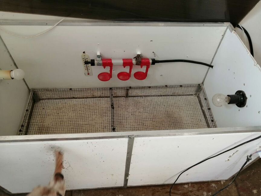 Брудер для цыплят бу