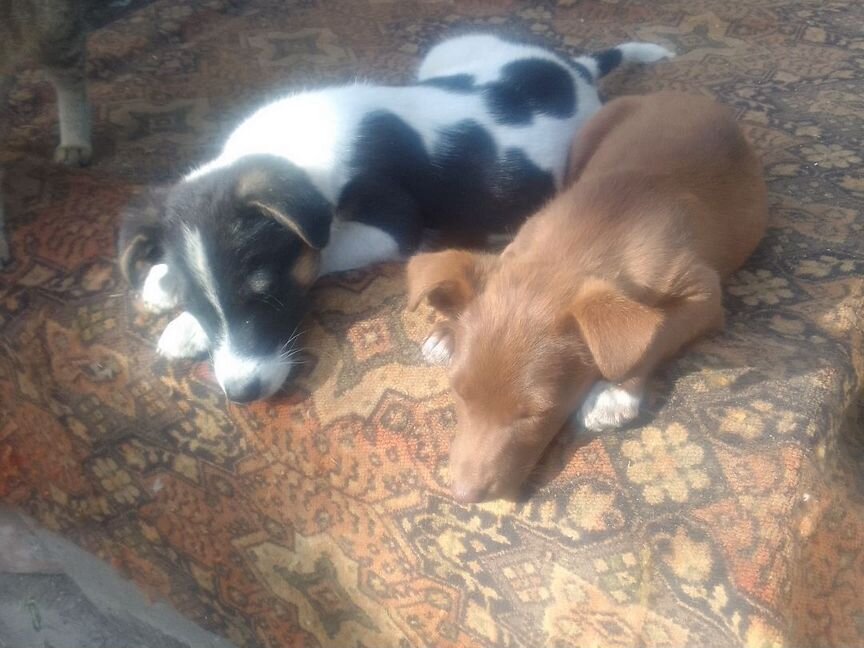 Щенки беслатно