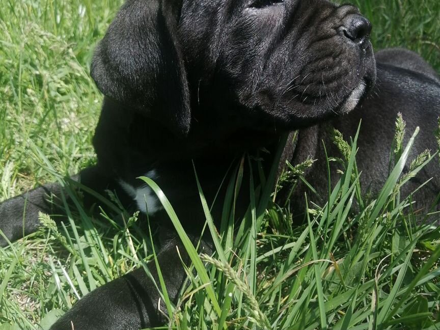 Щенок Кане-корсо