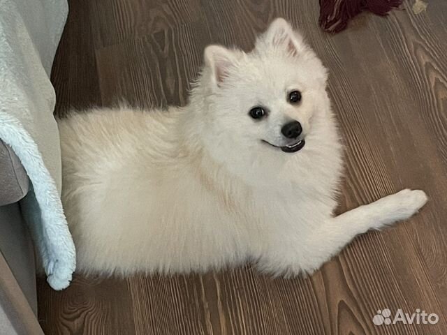 Немецкий шпиц вязка