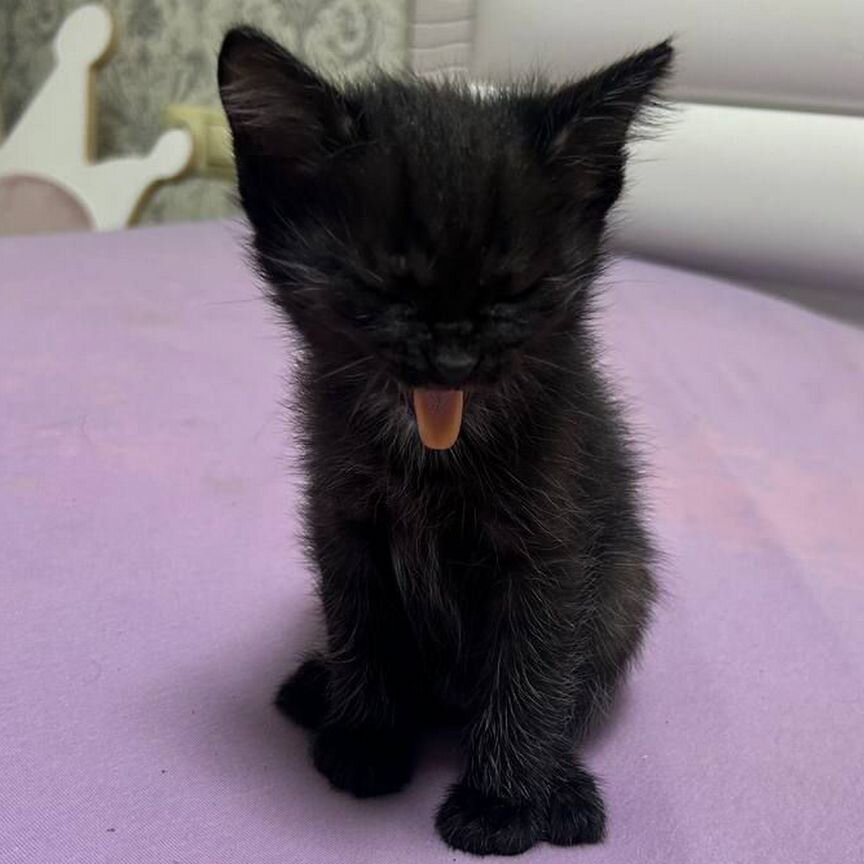 Котёнок в добрые руки