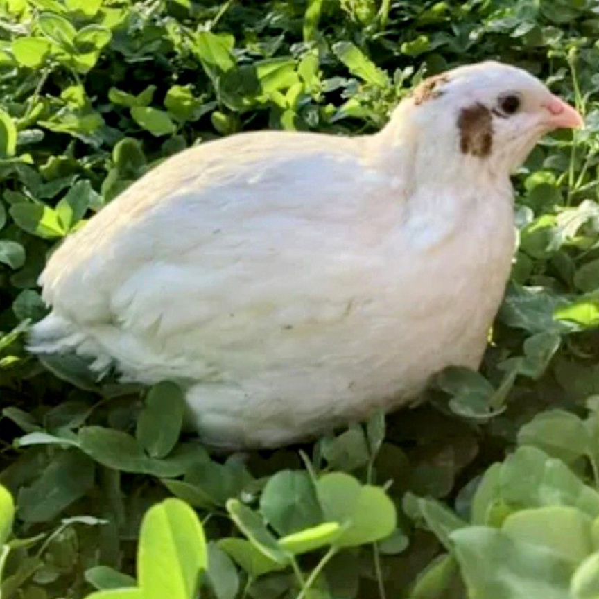 Перепела несушки