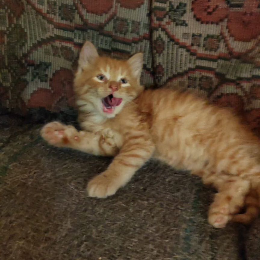 Маленький рыжий котенок ищет дом в дар бесплатно