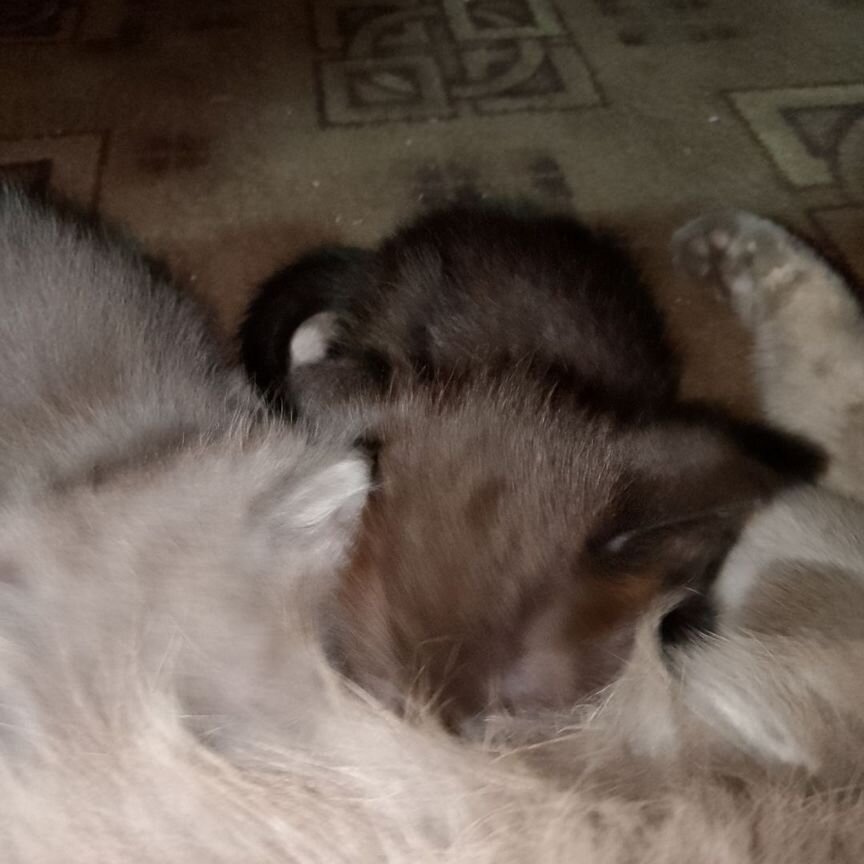 Отдам в добрые руки