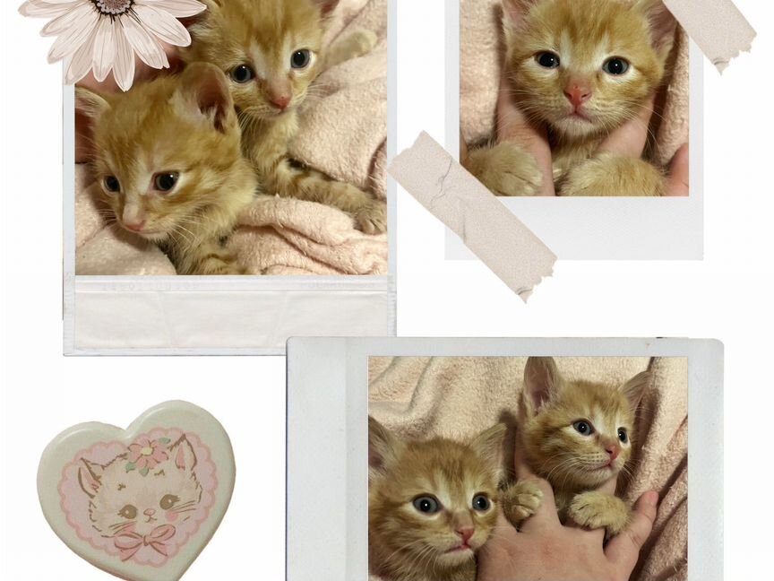 Котята в добрые руки