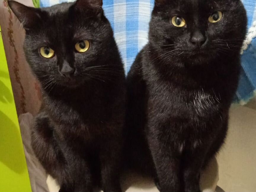 Коты в добрые руки