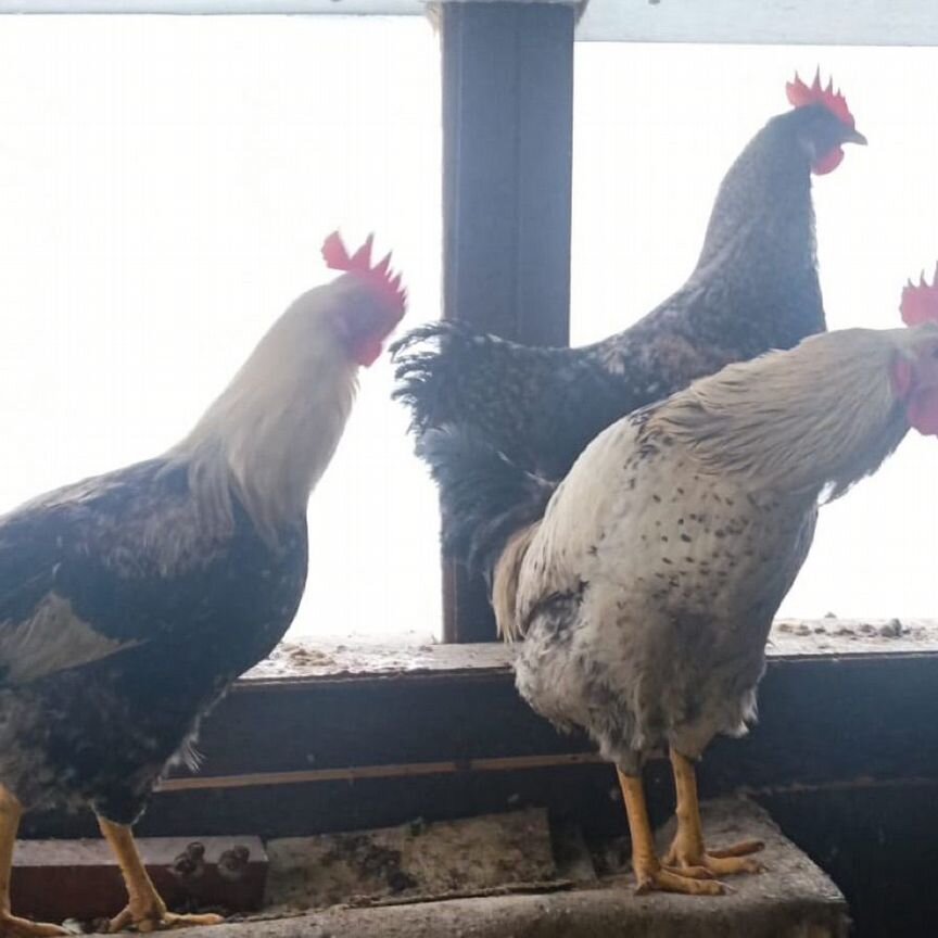 Молодые петушки