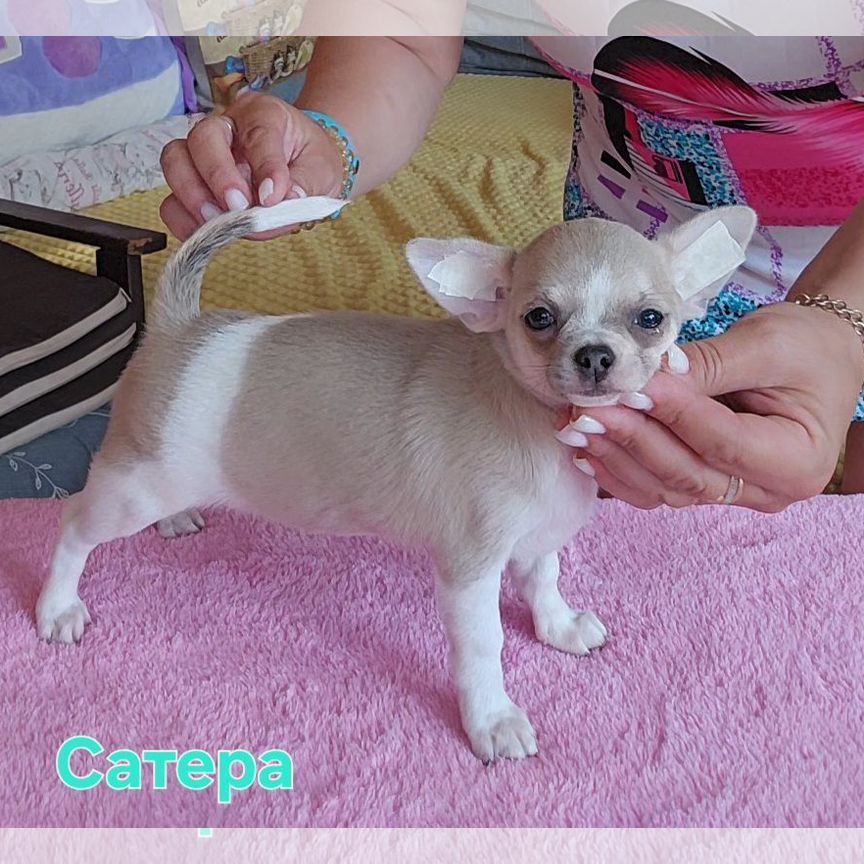 Сатера девочка чихуахуа