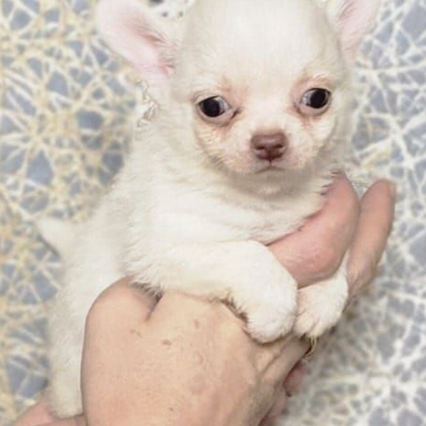 Мальчик белый Чихуахуа