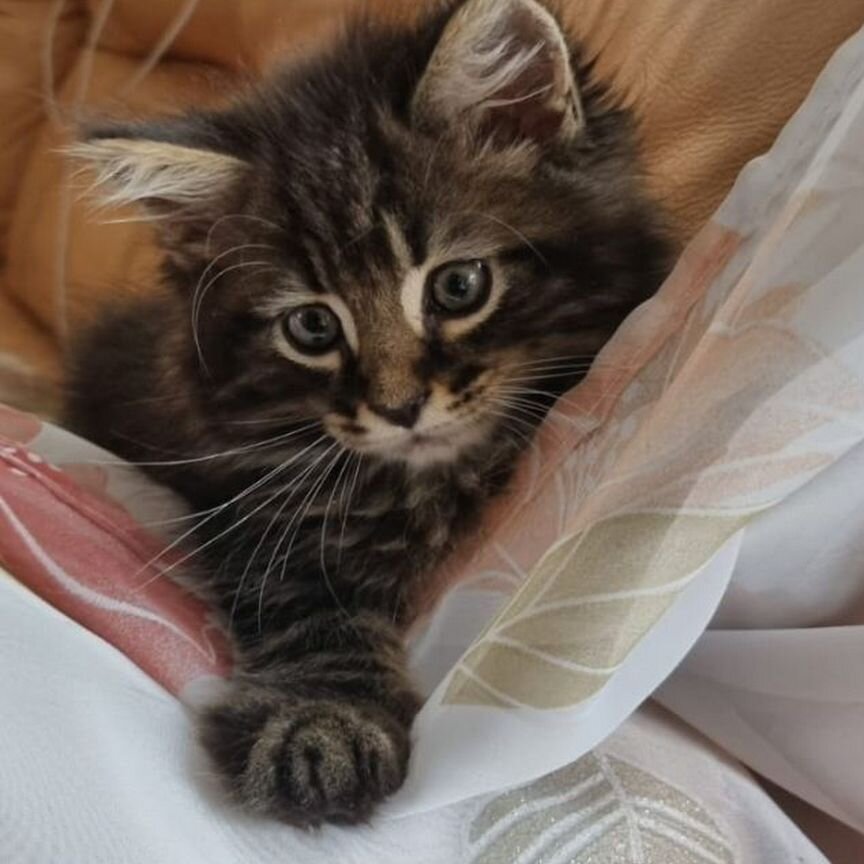 Сибирские котята