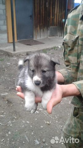 Щенок лайки, 5 недель, девочка