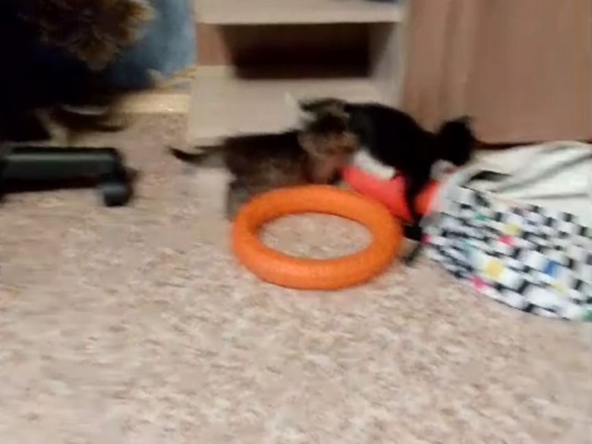 Котята