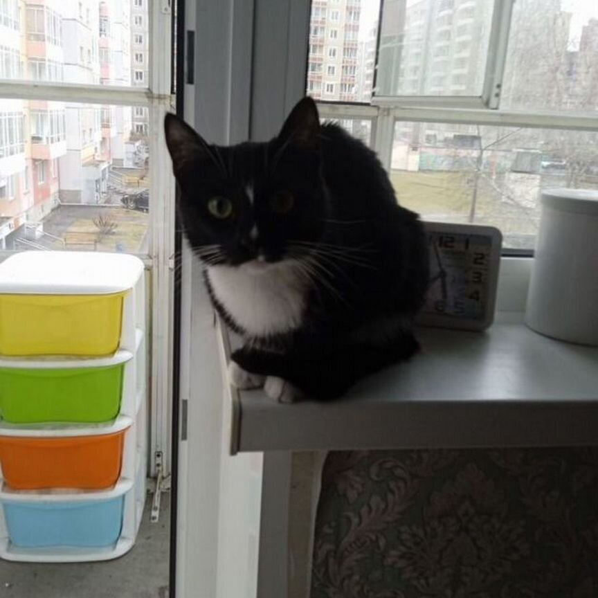 Кот и кошка