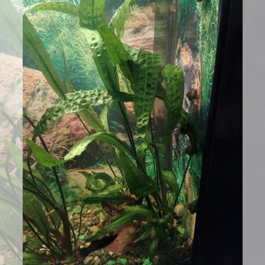 Криптокорина