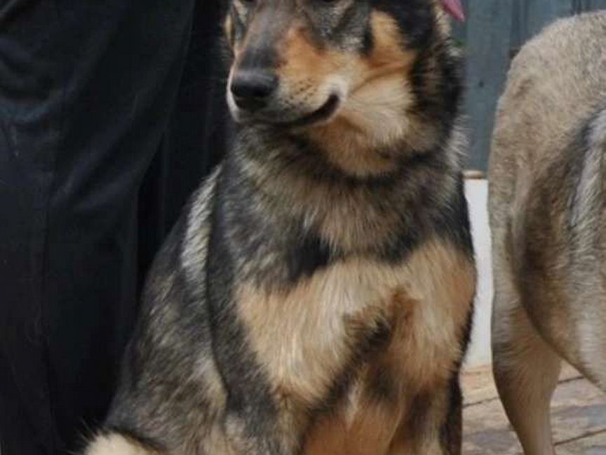 Собака в добрые руки