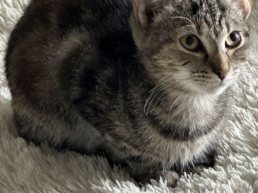 Котенок девочка в добрые руки