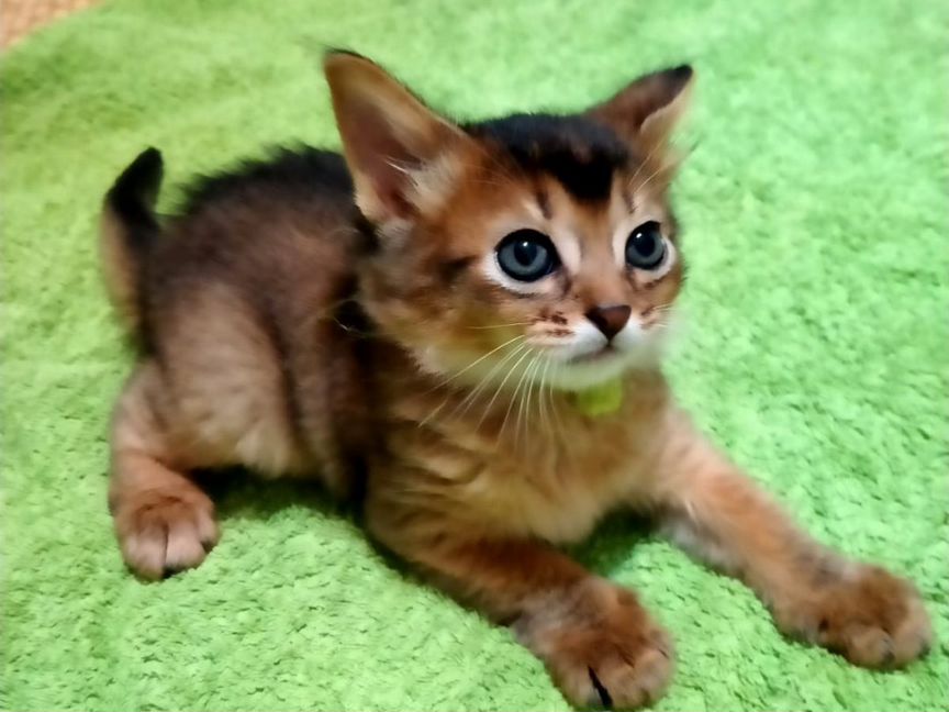 Сомалийские котята