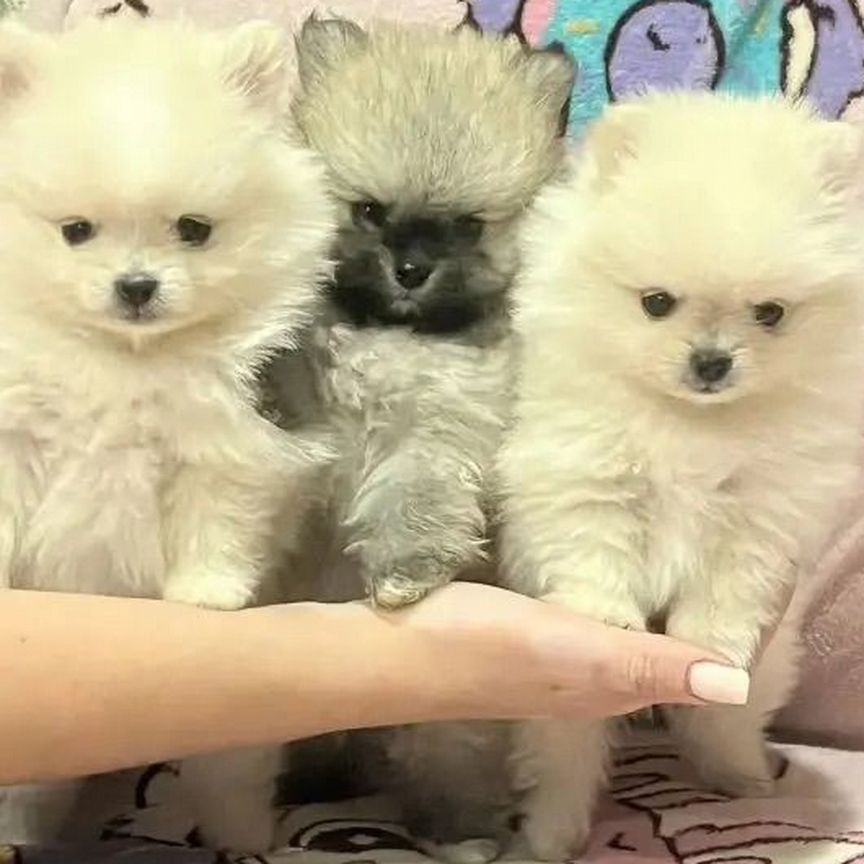 Померанский шпиц, щенок