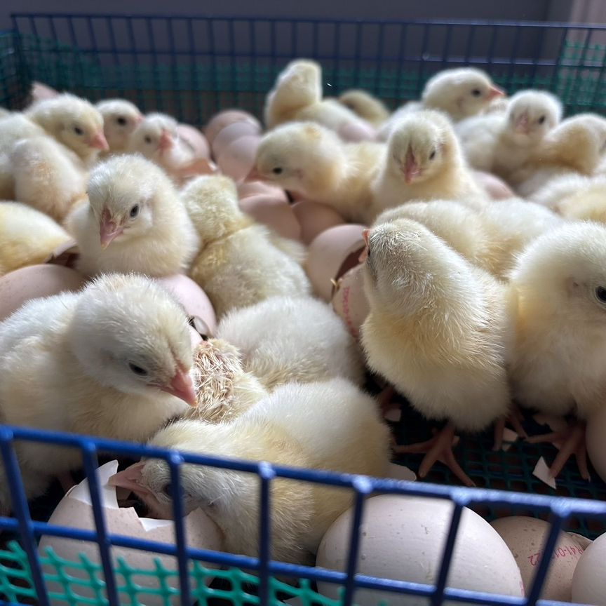 Росс 308 Оралар Турция. Вылуп 22.04