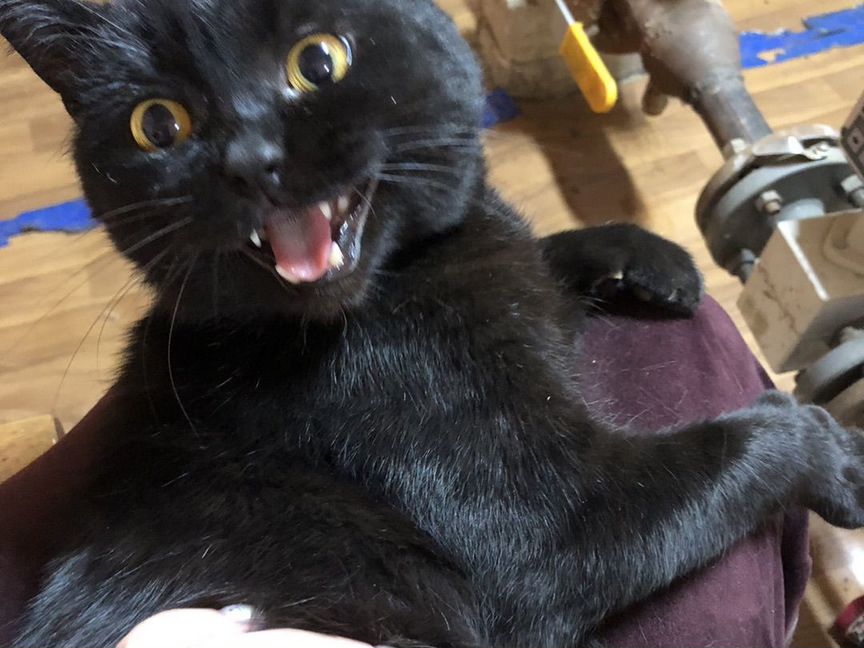 SOS британский котик