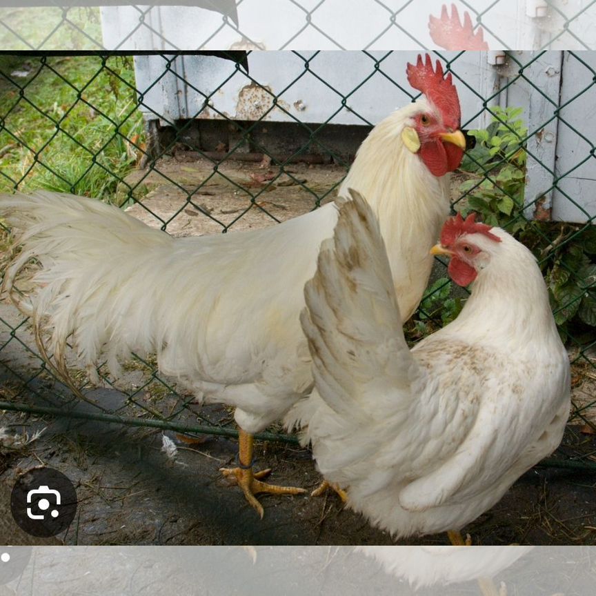Курицы несушки домашние