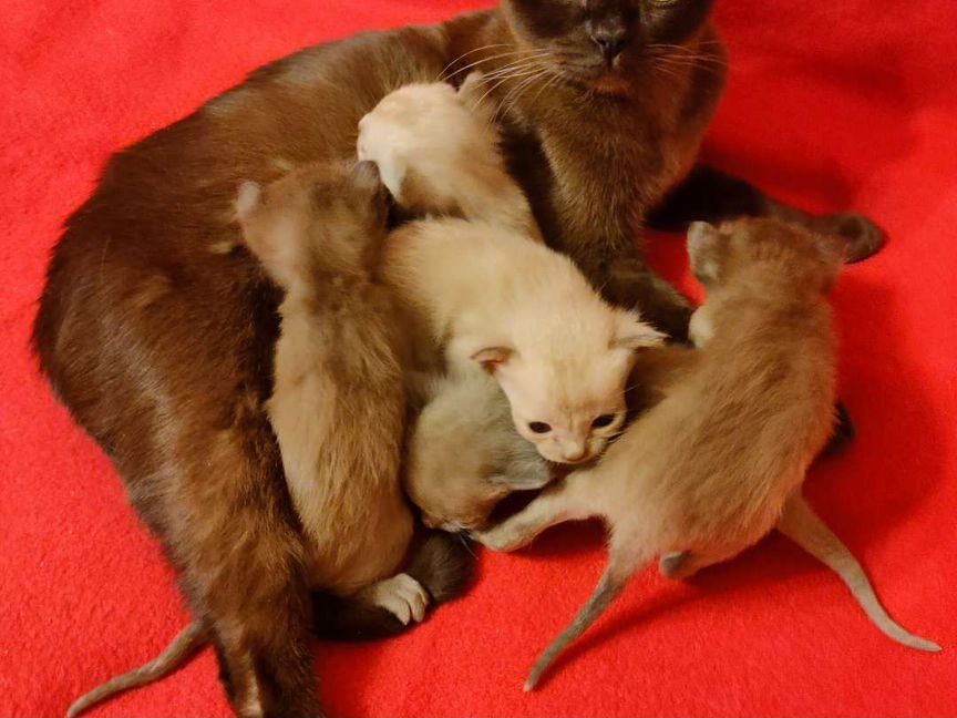 Бурманские котики