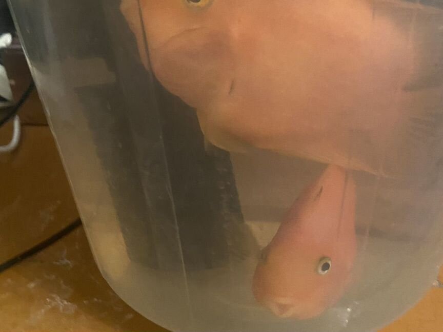 Рыбки большие