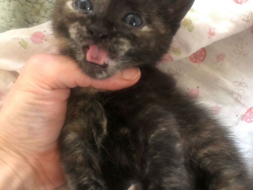 Котенокшахмата