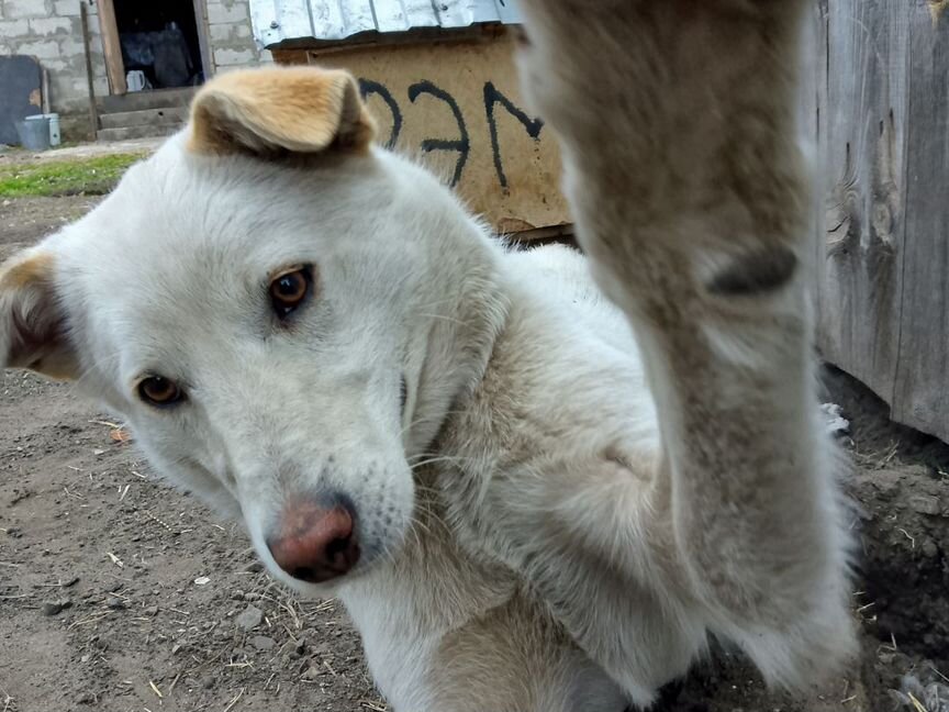 Собака в добрые руки отдам бесплатно