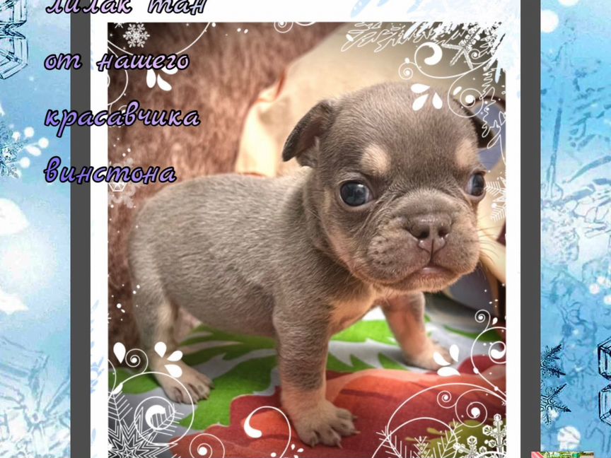 Малышарики