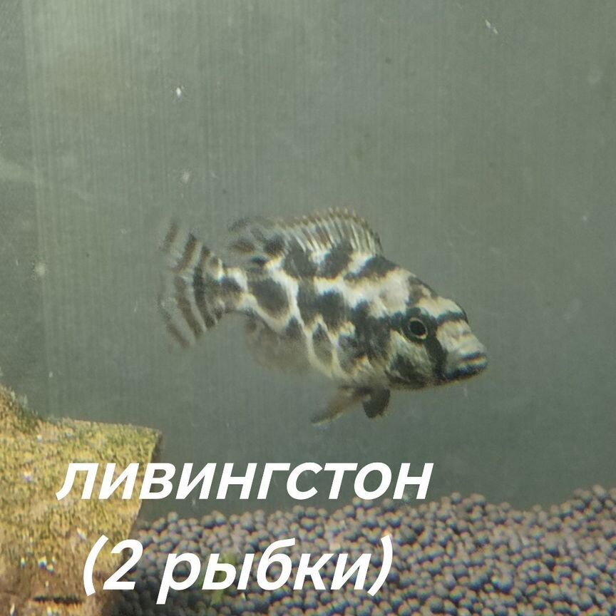 Аквариумные рыбки