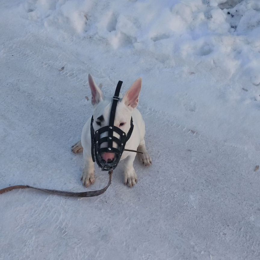 Отдам бесплатно собаку бультерьер а