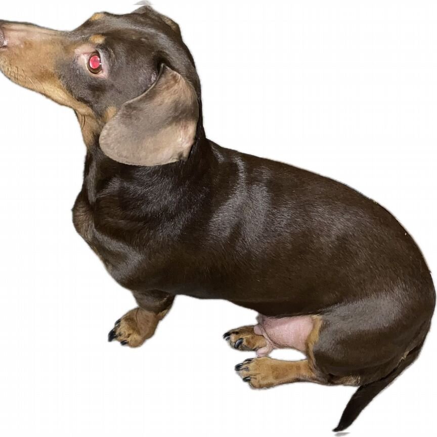 Девочка породы такса ищет жениха