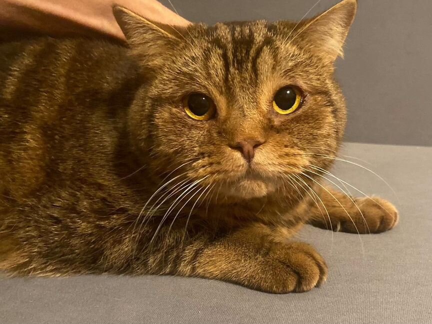 Кастрированый полосатый кот в добрые руки