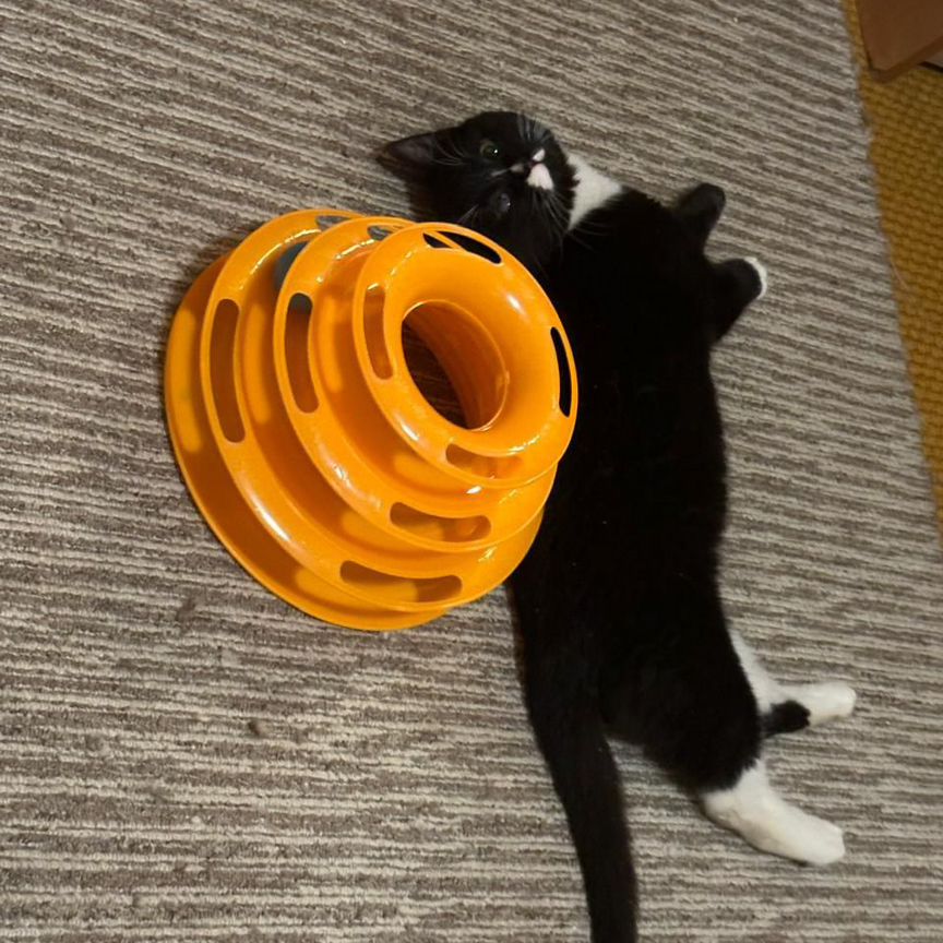 Котёнок Рональд