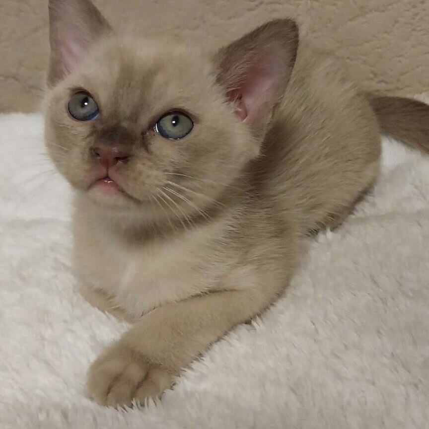 Европейский бурманский котёнок